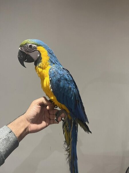 Blue & Gold Macaw parrots | PostAds.ph