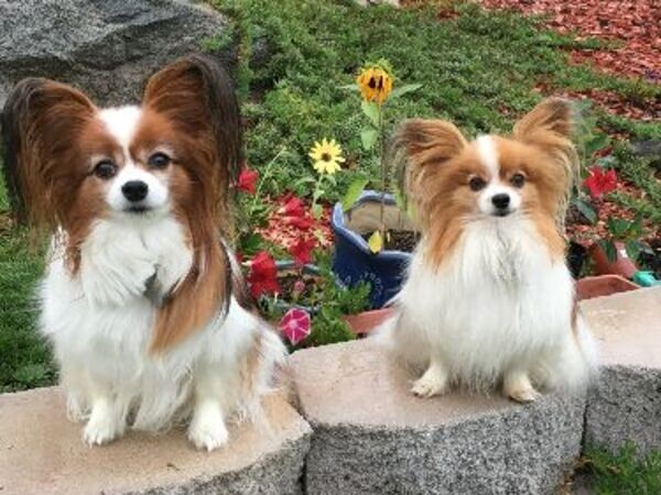 papillon puppies available male and female | PostAds.ph