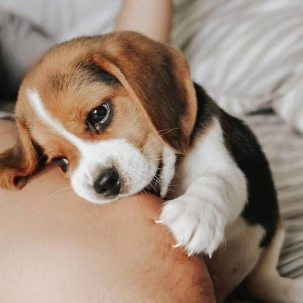 Beagle puppies available male and female | PostAds.ph