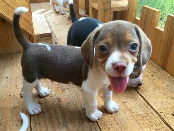 pocket beagle puppies male and female | PostAds.ph