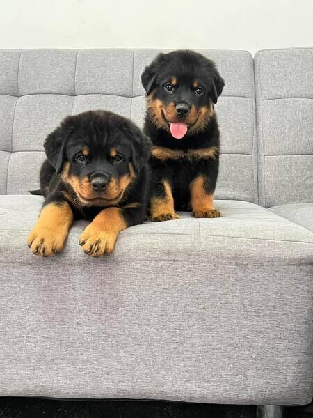 10 weeks old Rottweiler Puppies Available | PostAds.ph