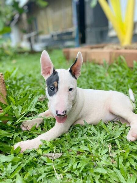 Bull terrier Puppies for Adoption Ready | PostAds.ph