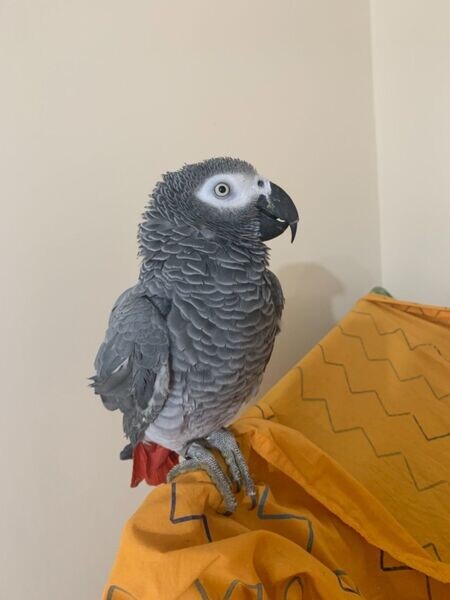 Beautiful African Grey, macaw and the eggs available for sale | PostAds.ph