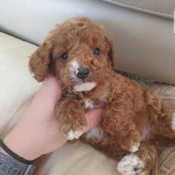 F1 Cavapoo Puppies. Viber: 00237 653 81 7429 | PostAds.ph