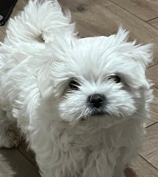 KC Registered Korean Maltese Boys | PostAds.ph