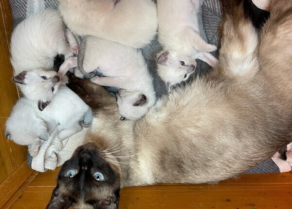 GCCF Registered Traditional Siamese Kittens | PostAds.ph