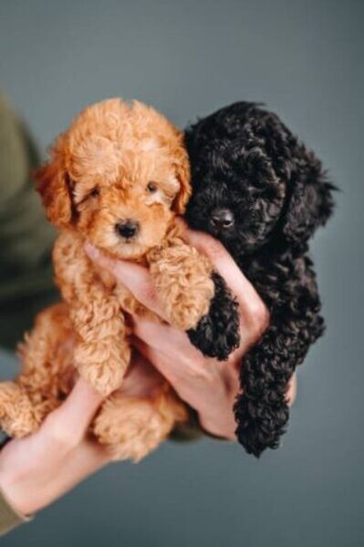 Adorable male and female poodle puppies for adoption. | PostAds.ph