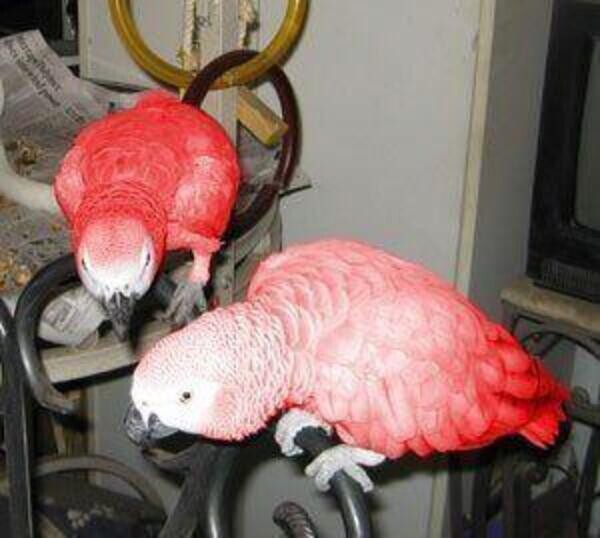 Red Factor African Grey Psittacus erithacus for sale | PostAds.ph