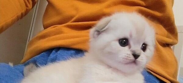 Ragdoll Scottish Fold Kittens | PostAds.ph