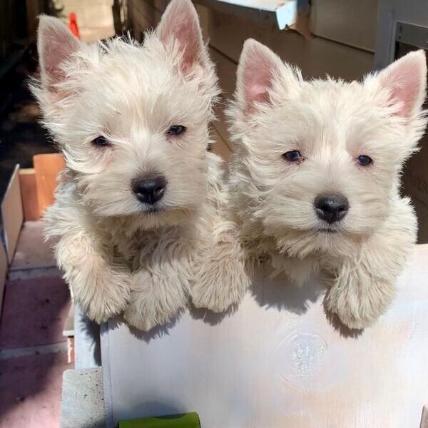 West Terrier Puppies | PostAds.ph