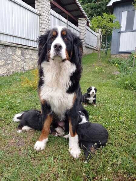 4 Pure breed Bernese Mountain Puppies | PostAds.ph
