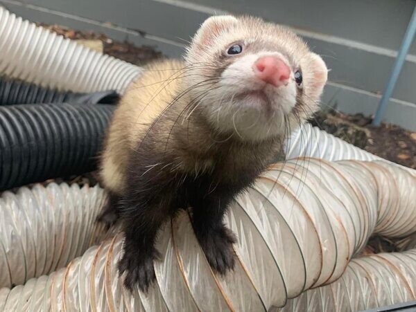 3 loving ferrets for Adoption | PostAds.ph