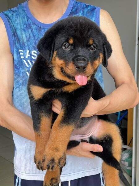 we got 12 weeks old Rottweiler Puppies Available | PostAds.ph