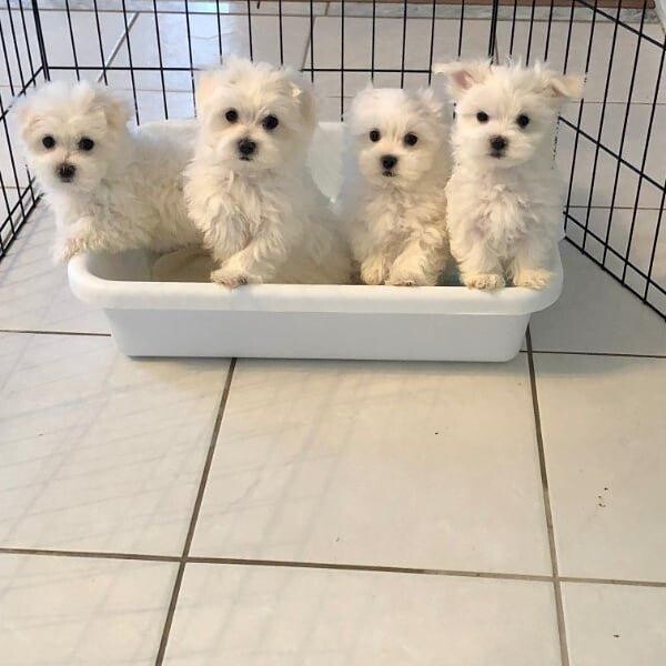 Pure breed Maltese puppies available. | PostAds.ph