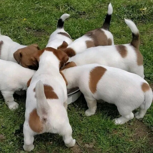 Jack Russell Puppies ready for their new home. - Careen | PostAds.ph