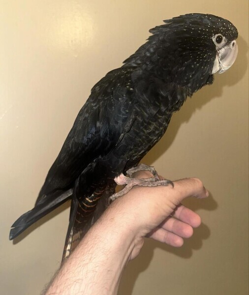 Red Tailed Black Cockatoo X | PostAds.ph