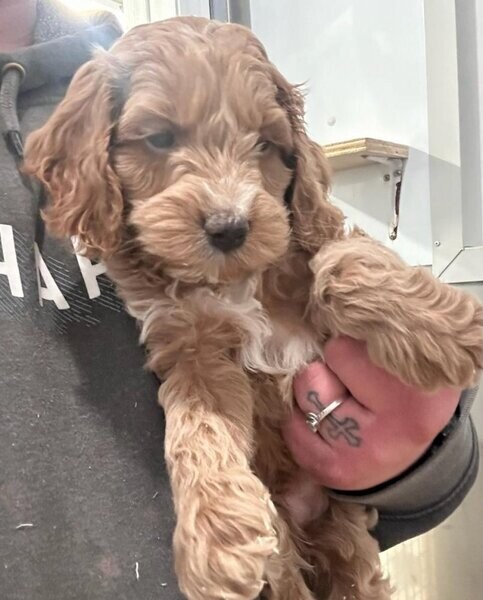 Stunning Mini F1b Cockapoo Puppies Ready now....viber :+639463422605 ...