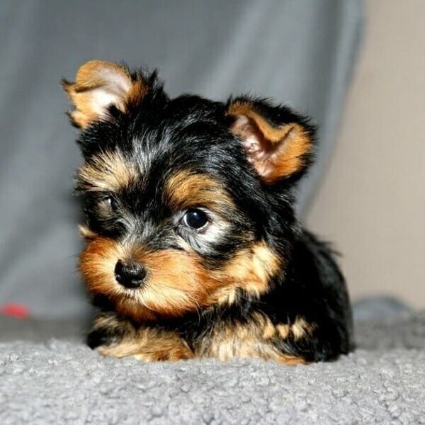 Playful Teacup Yorkshire Terrier Puppies | PostAds.ph
