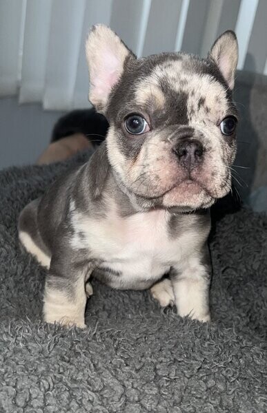 Beautiful French bull dog | PostAds.ph