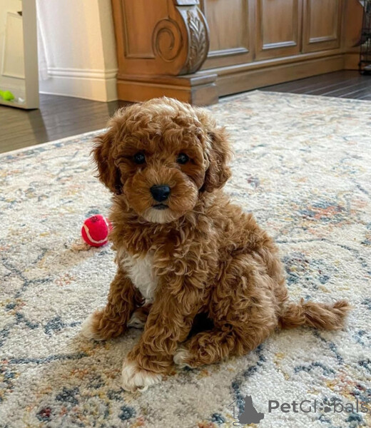 Cavapoo puppies. We have both male and female. ...viber.+639463422605 | PostAds.ph