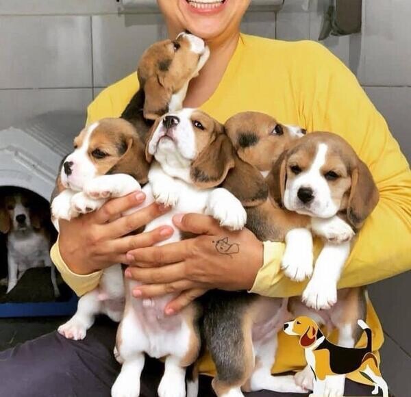 Beagle puppies - Pet Breeder | PostAds.ph