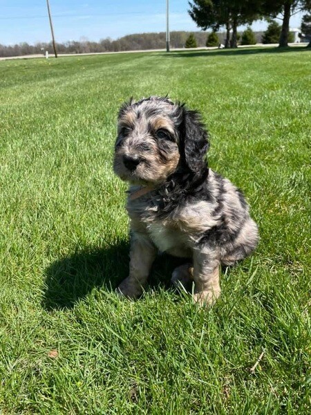 Adorable standard poodle | PostAds.ph