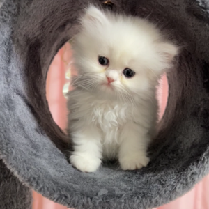 Devon Rex Kittens & Cats | PostAds.ph