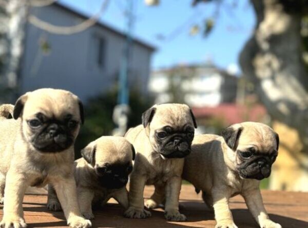 Pug puppies for rehoming - Fur Babies | PostAds.ph
