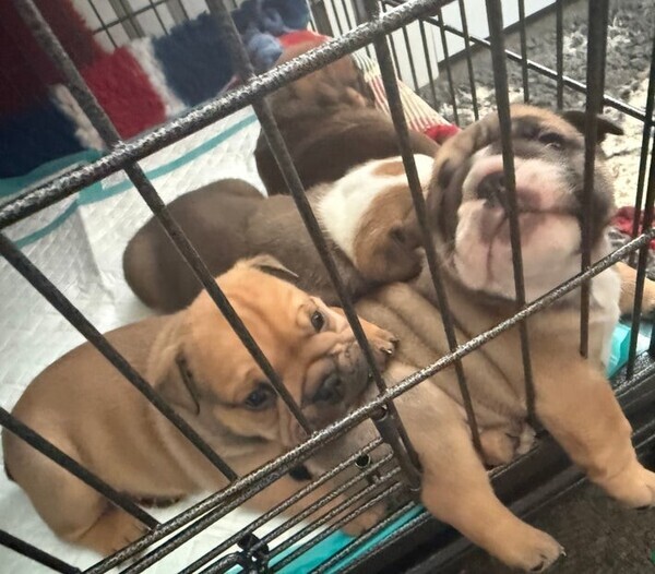 Traditional English Bulldog Puppies | PostAds.ph