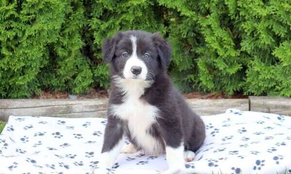 Purebred Border Collie puppies WhatsApp:(+63-9928-49-1099 ) | PostAds.ph