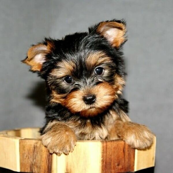 Purebred Yorkie puppies | PostAds.ph