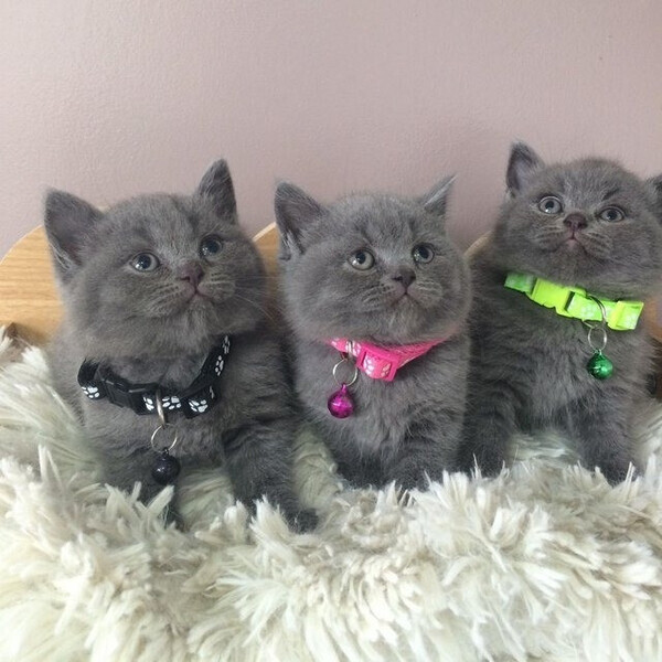 Healthy Scottish Fold Kittens - legits pets-shop | PostAds.ph