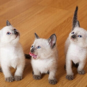 Savanah Kittens | PostAds.ph