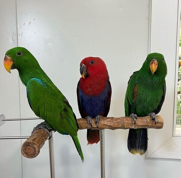 Eclectus Parrots For Sale | PostAds.ph