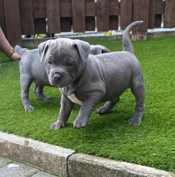 Beautiful Staffordshire Bull Terrier puppies | PostAds.ph