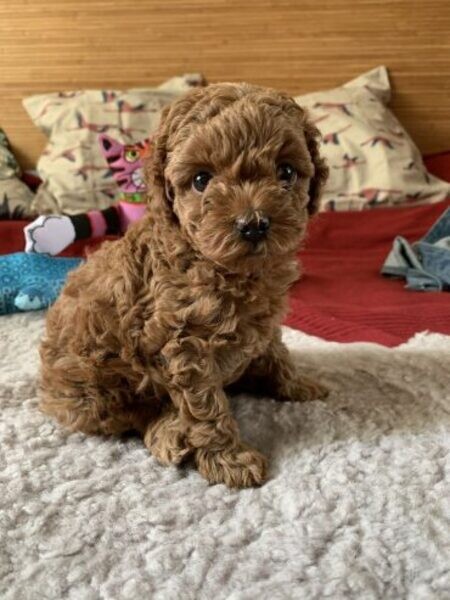 Beautiful Poodles Puppies | PostAds.ph