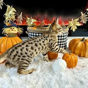 Ragdoll Kittens for Sale - Kittens Cattery | PostAds.ph