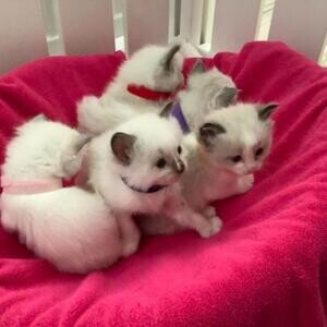 Ragdoll Kittens for Sale - Kittens Cattery | PostAds.ph