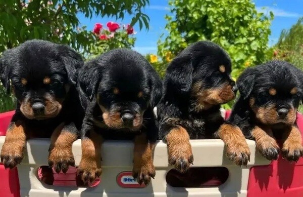 Healthy Rottweiler Puppies for sale. | PostAds.ph