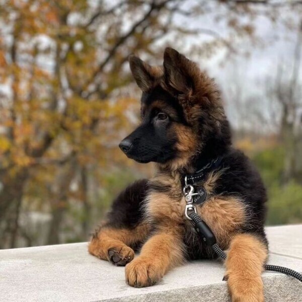 Precious German Shepherd WhatsApp:(+63-9928-49-1099 ) | PostAds.ph