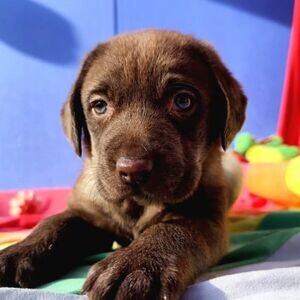 Labrador Puppies in the Philippines | PostAds.ph