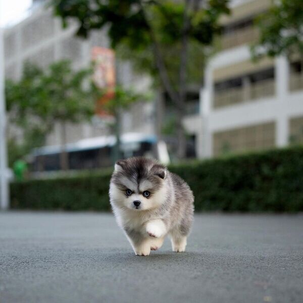 4 Pomsky Puppies Available WhatsApp me : ( +63 985 762 7466 ) | PostAds.ph