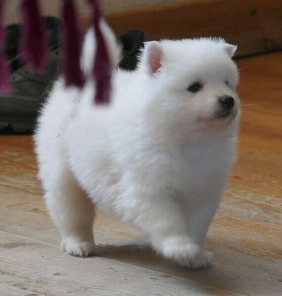 Japanese Spitz pups | PostAds.ph