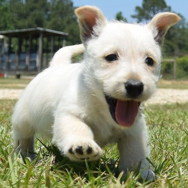Scottish Terrier puppies to go | PostAds.ph