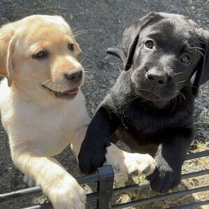 Labrador Puppies in the Philippines | PostAds.ph