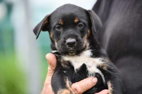 Phattie 1 - rescue litter Bearded Collie x blue heeler/huntaway ...