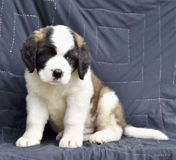 Saint Bernard puppies xx - Sandra Barber | PostAds.ph