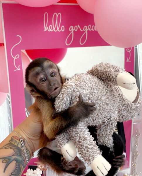 Capuchin Monkeys available for rehoming - capuchin and marmoset monkeys ...