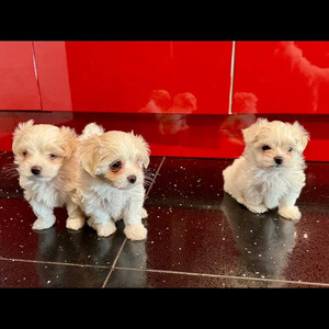 Stunning Purebred Maltese Boys & Girls Puppies For Sale. | PostAds.ph