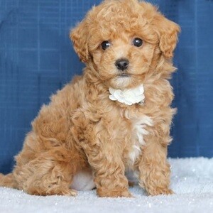 Cavapoo puppies WhatsApp:(+63-9928-49-1099 ) xxxz | PostAds.ph